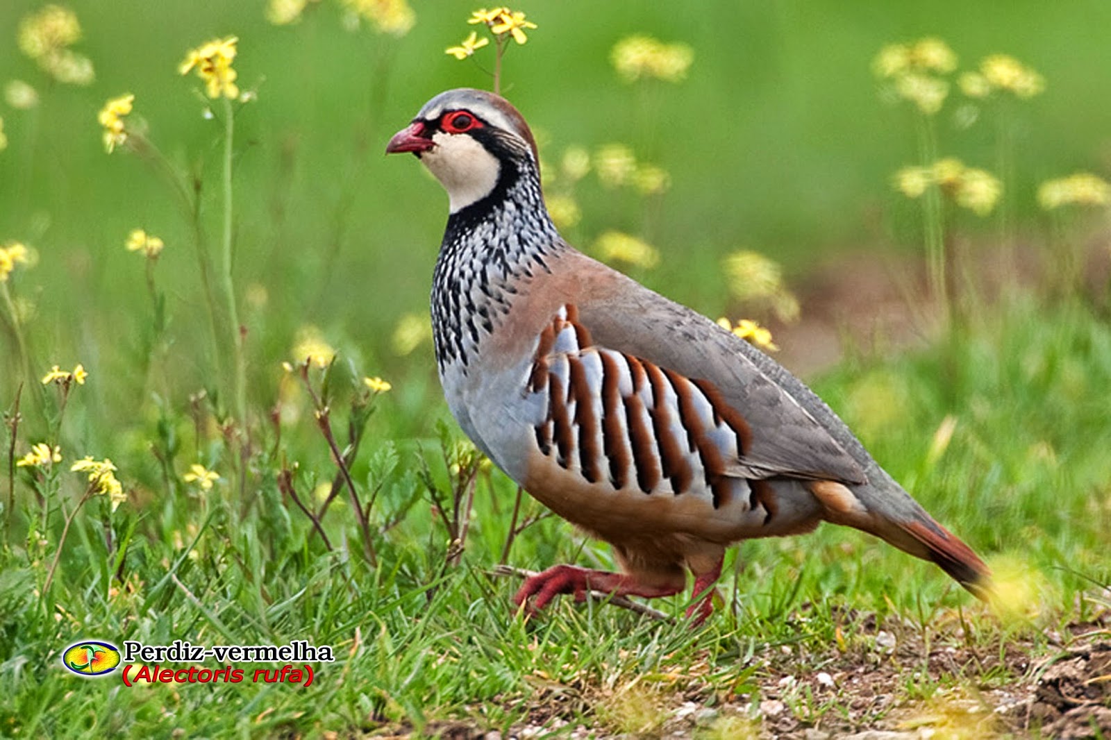 Zoologia: Perdiz-vermelha (Alectoris rufa)
